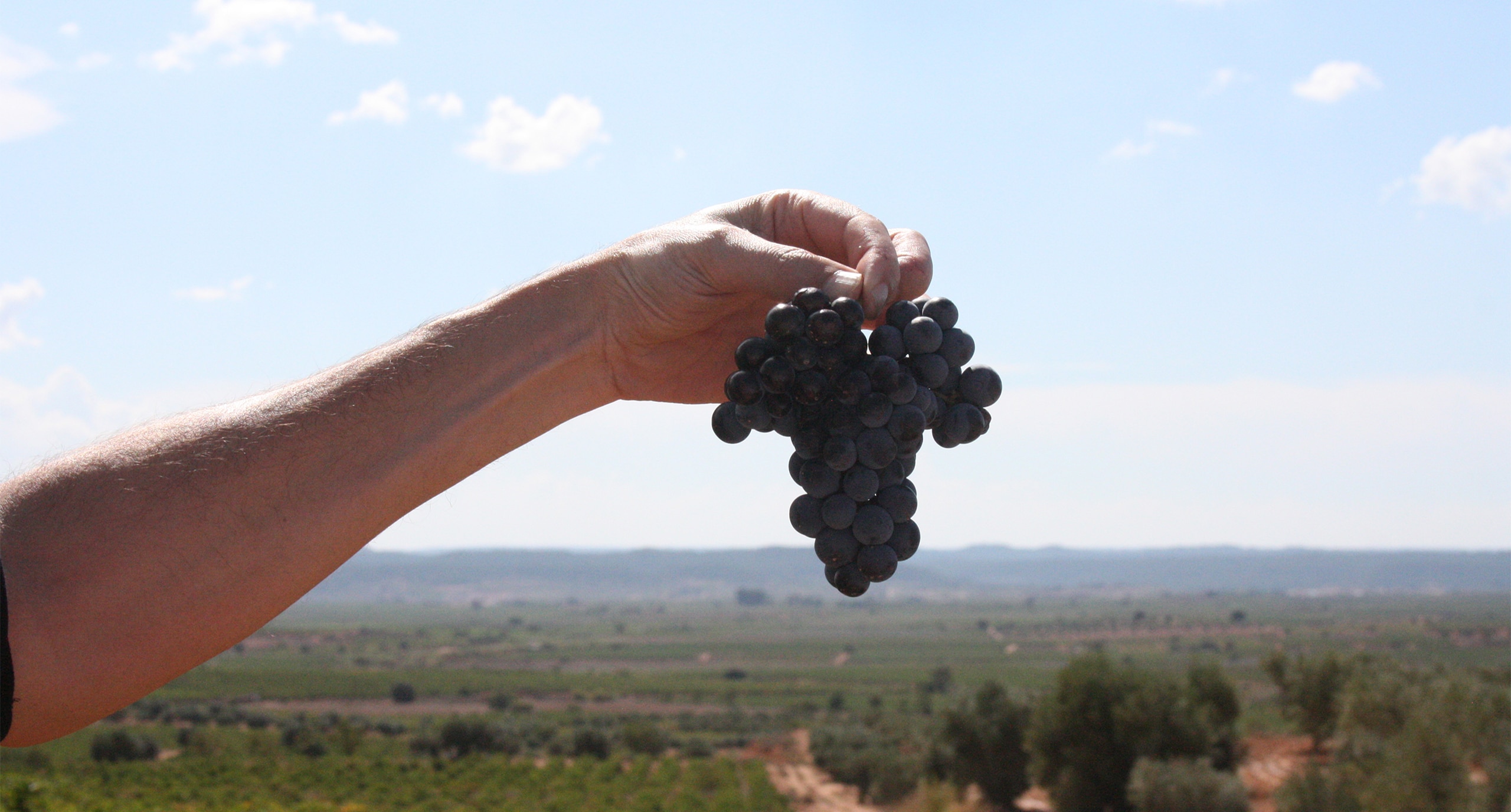 Bobal grape: Spain's hidden gem - Toro Loco Wine